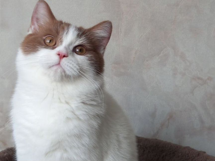 Британский котёнок