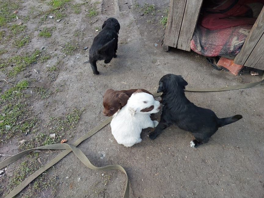 Щенки русского спаниеля