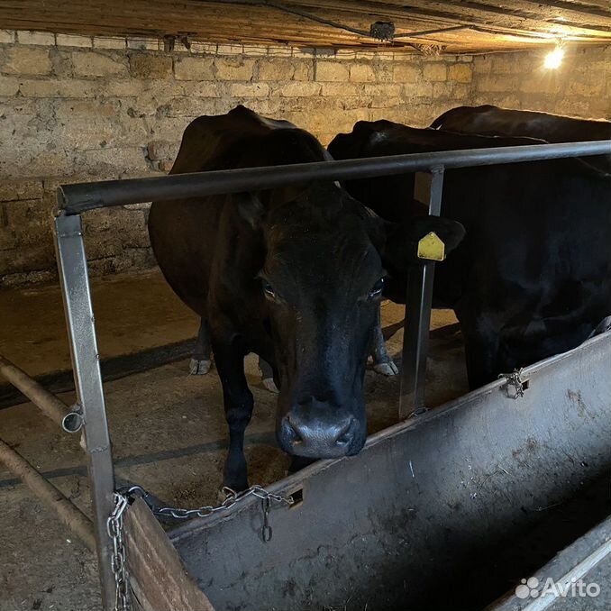 Продажа дойных коров