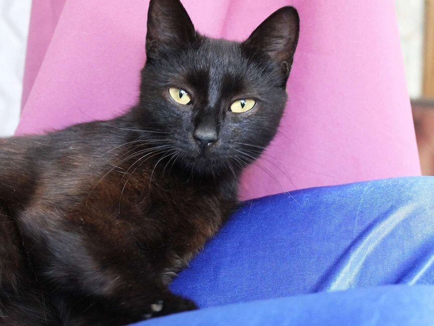 Чёрная кошечка