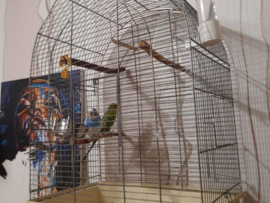 Волнистый попугай с клеткой