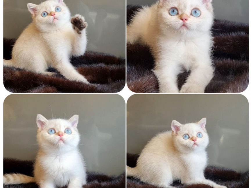 Мальчик золотой колорпойнт