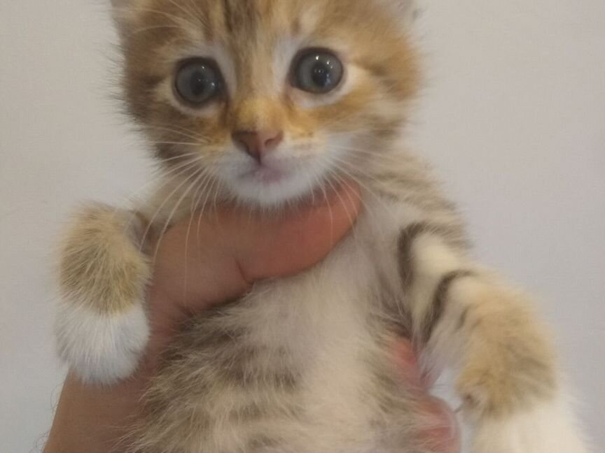 Котята