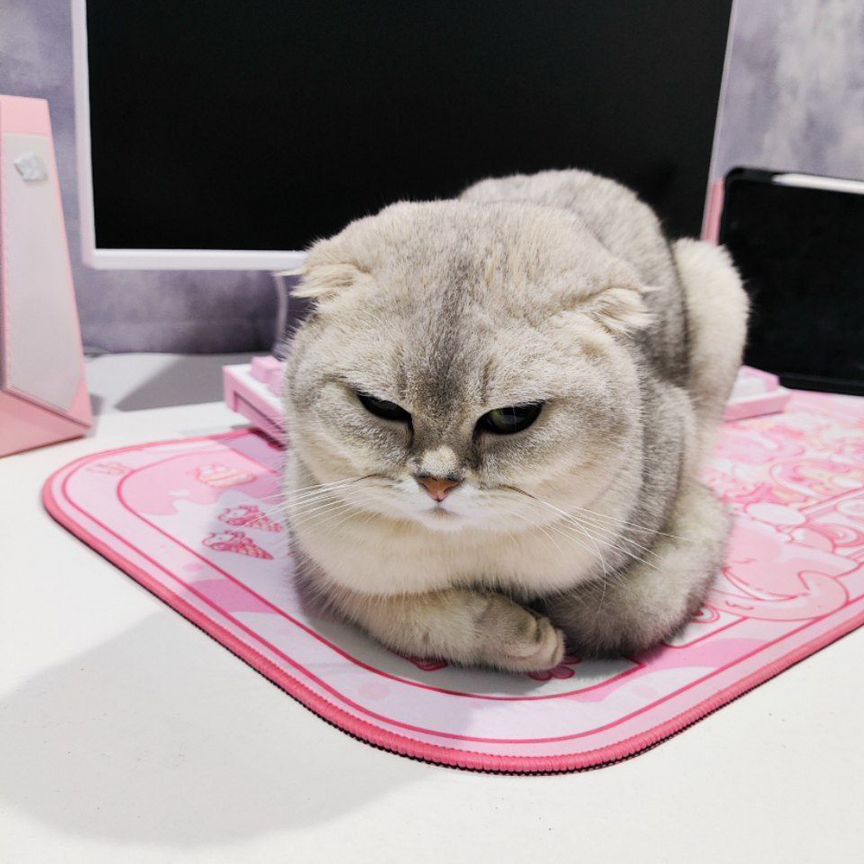 Шотландский кот