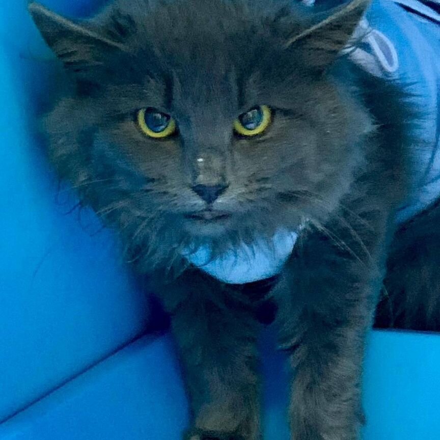 Нереальной красоты кошечка Падме завтра на улицу