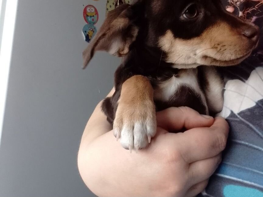 Той-терьер помесь