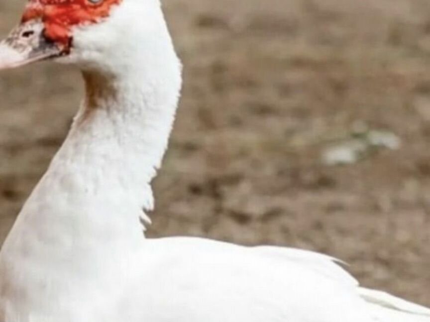 Индоутки живым весом