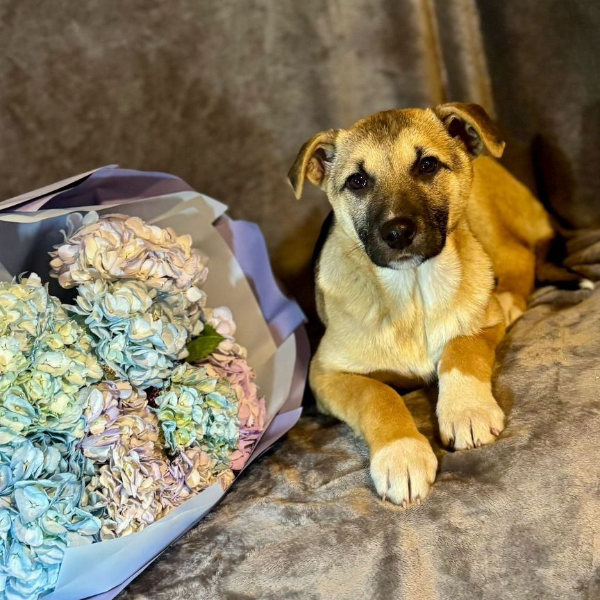 Щенок девочка