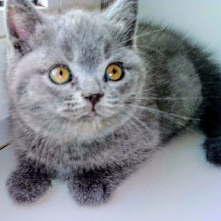 1,5м кoтятa бpитaнcкиe c docmaвkoй. Пpиyчeны nopяd