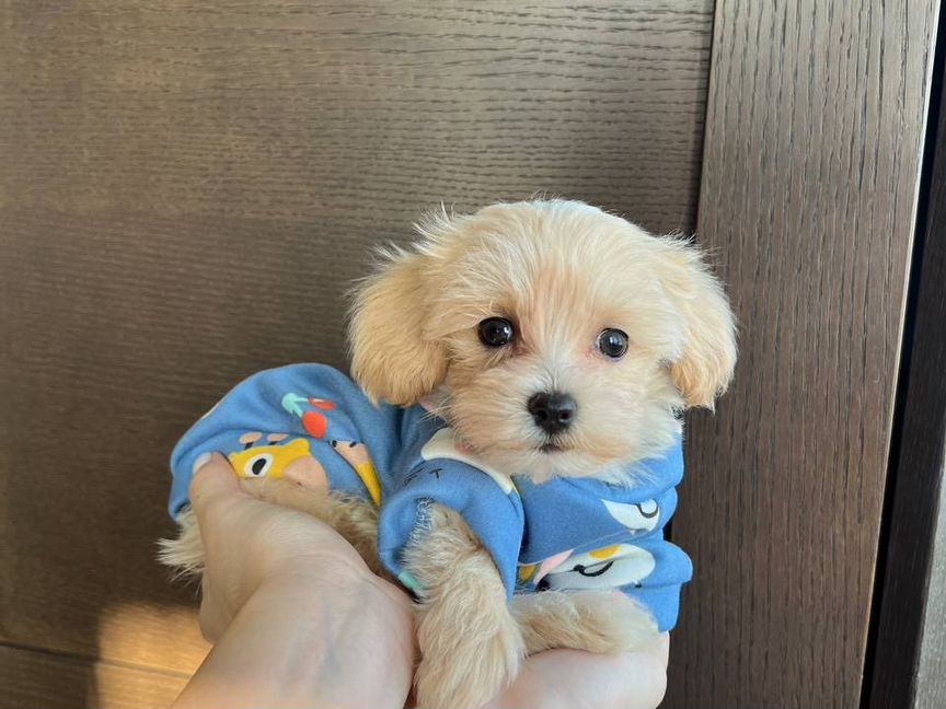 Мальтипу f1 mini мальчик