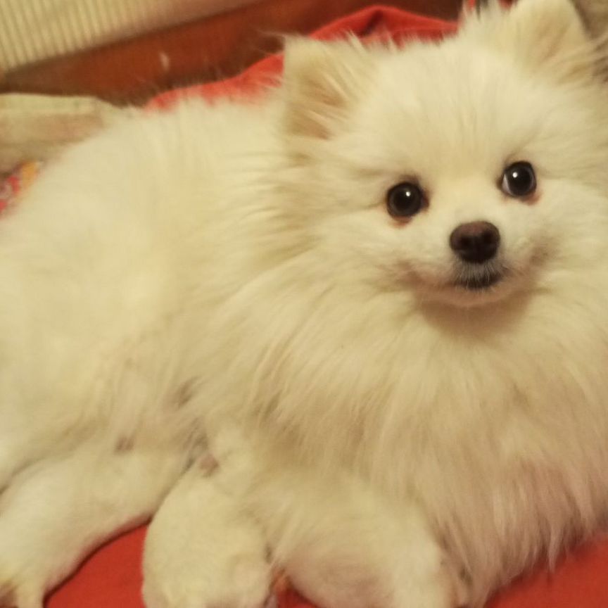 Щенки шпица