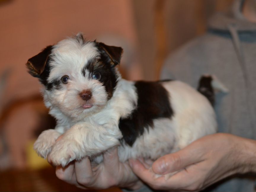 Мальчик биро йоркширского терьера