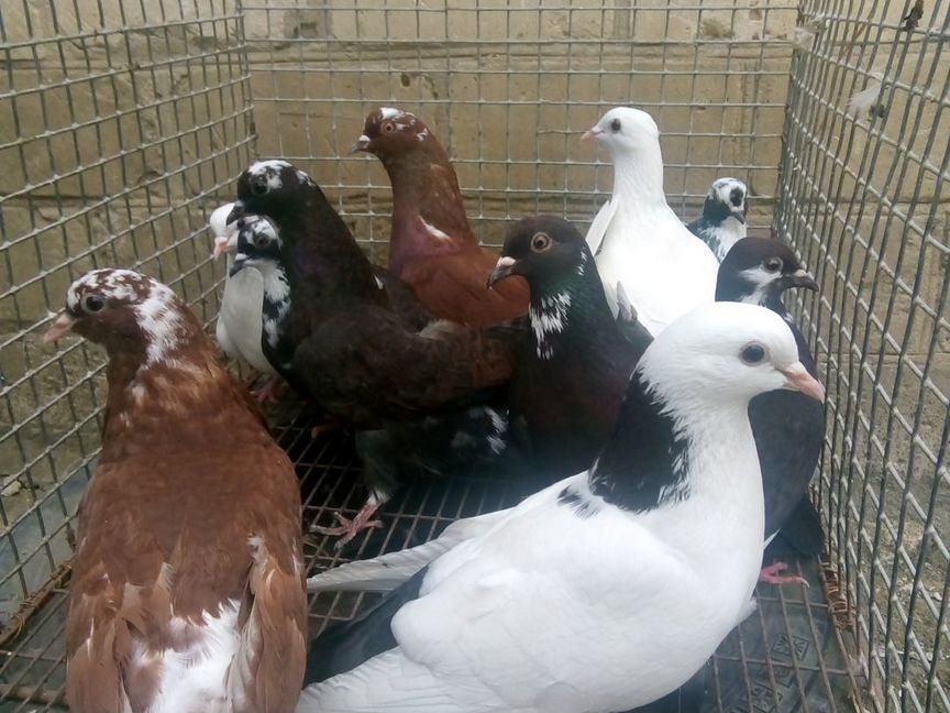 Лётные птицы