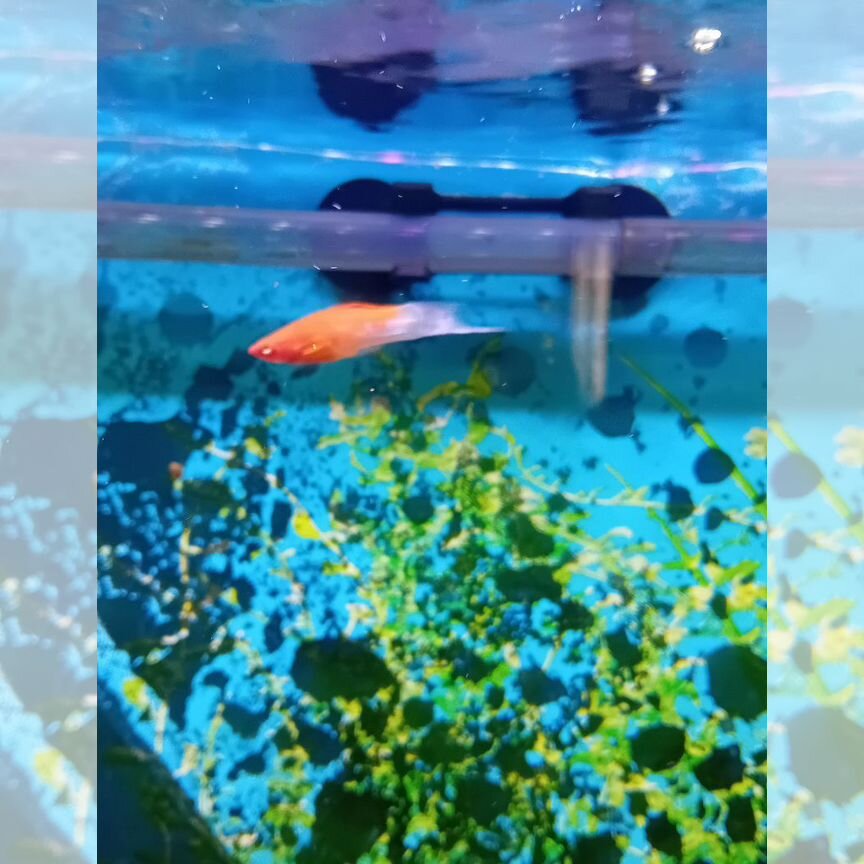 Аквариумные рыбки