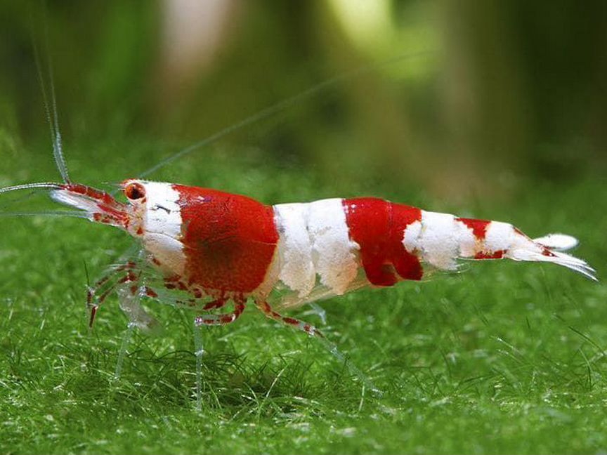 Аквариумные креветки кристалл