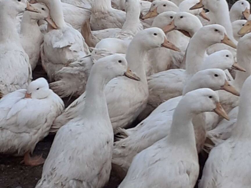 Утка Агидель