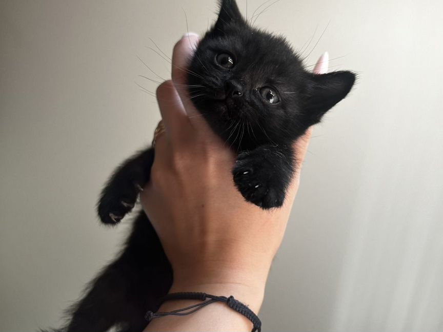 Отдам в добрые руки котят