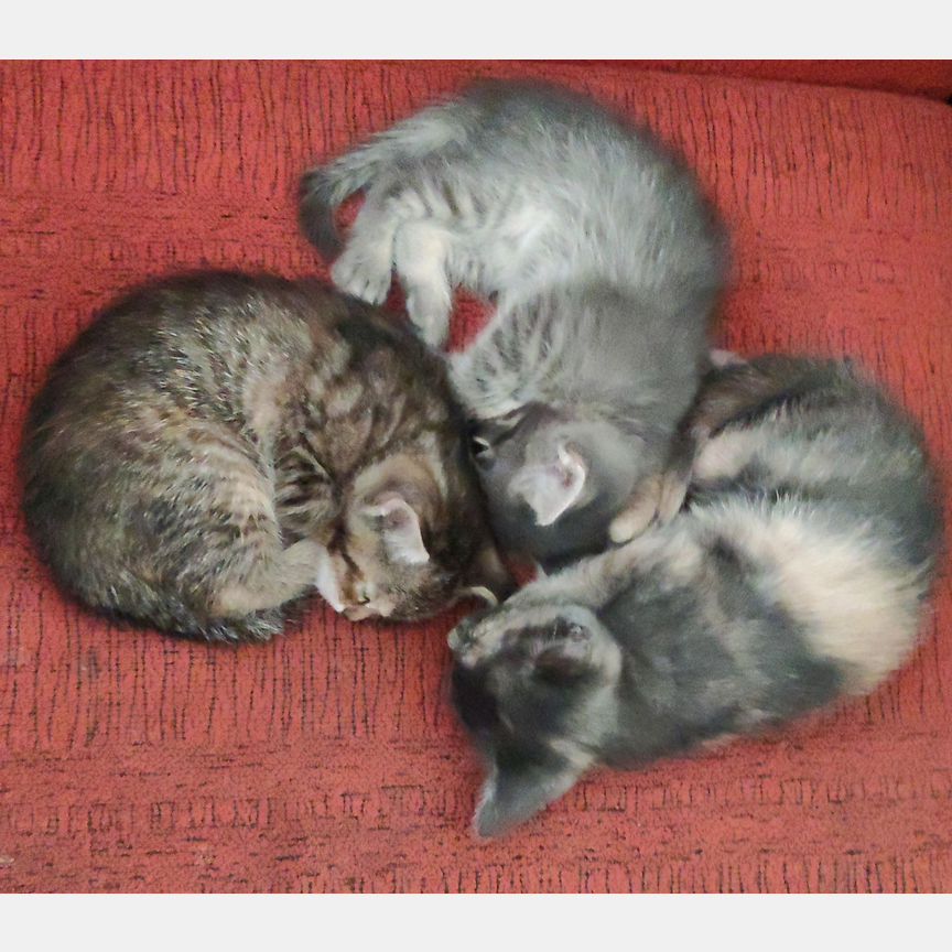 Кошечки в добрые руки
