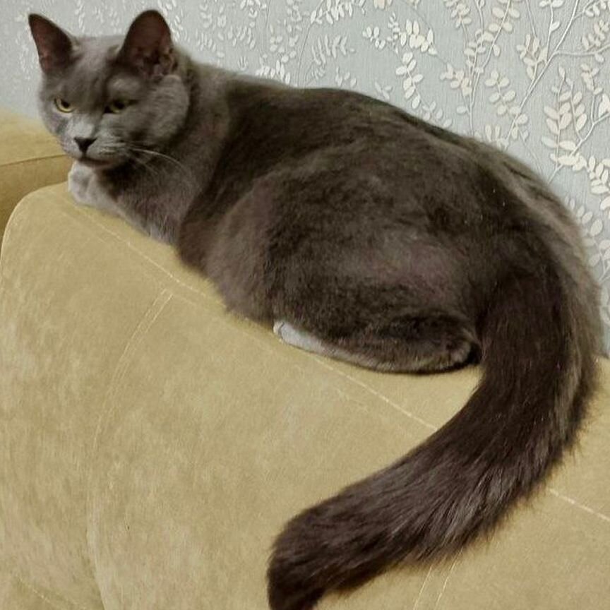 Британская короткошёрстная, взрослая кошка