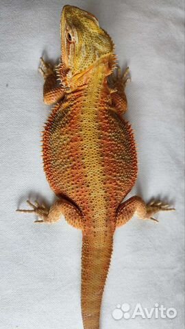 Бородатая агама самка