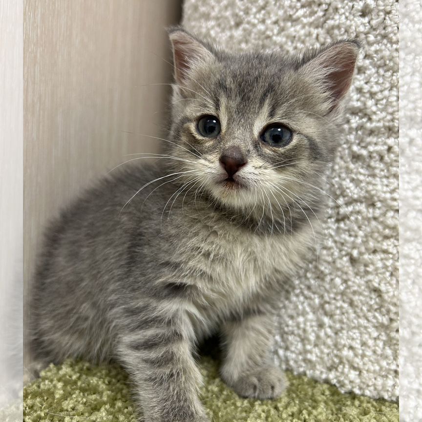 Котенок, девочка, 1,5 месяца