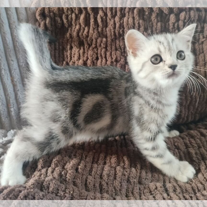 Шотландский прямоухий короткошёрстный котёнок