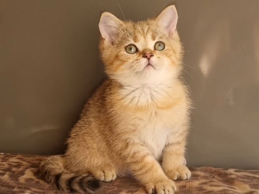 Золотой мальчик