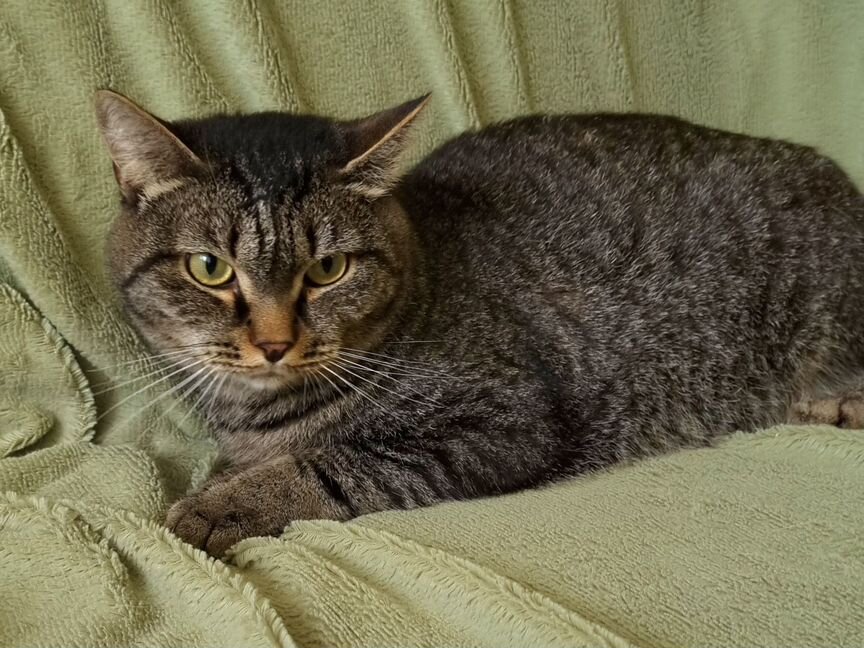 Кот
