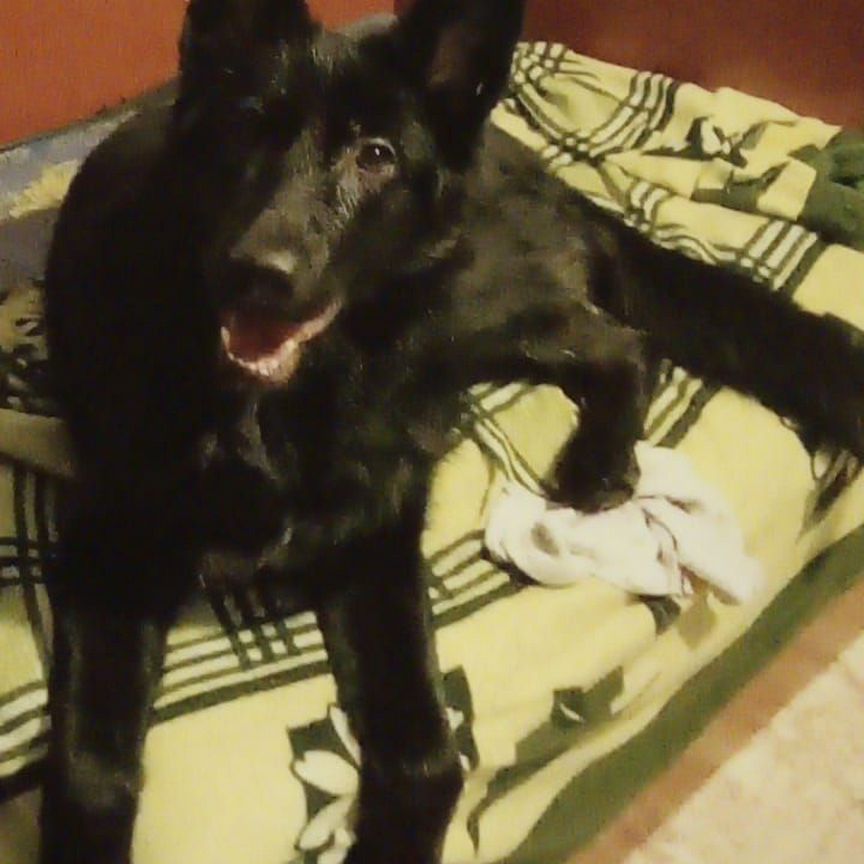 Отдаю собаку в добрые руки