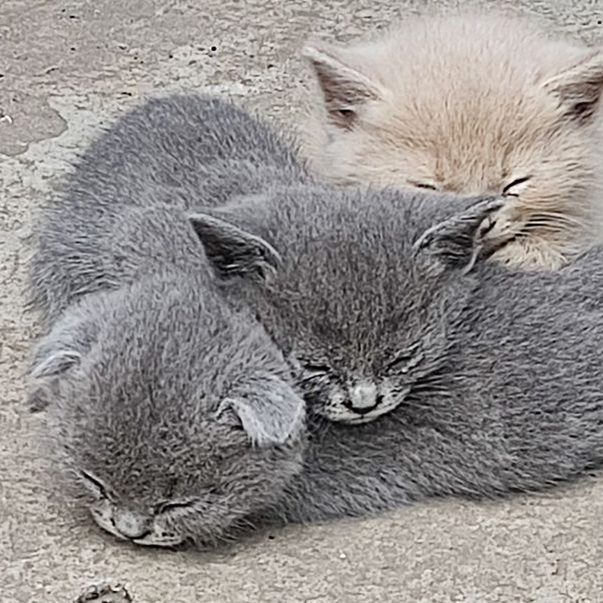 Отдам котят