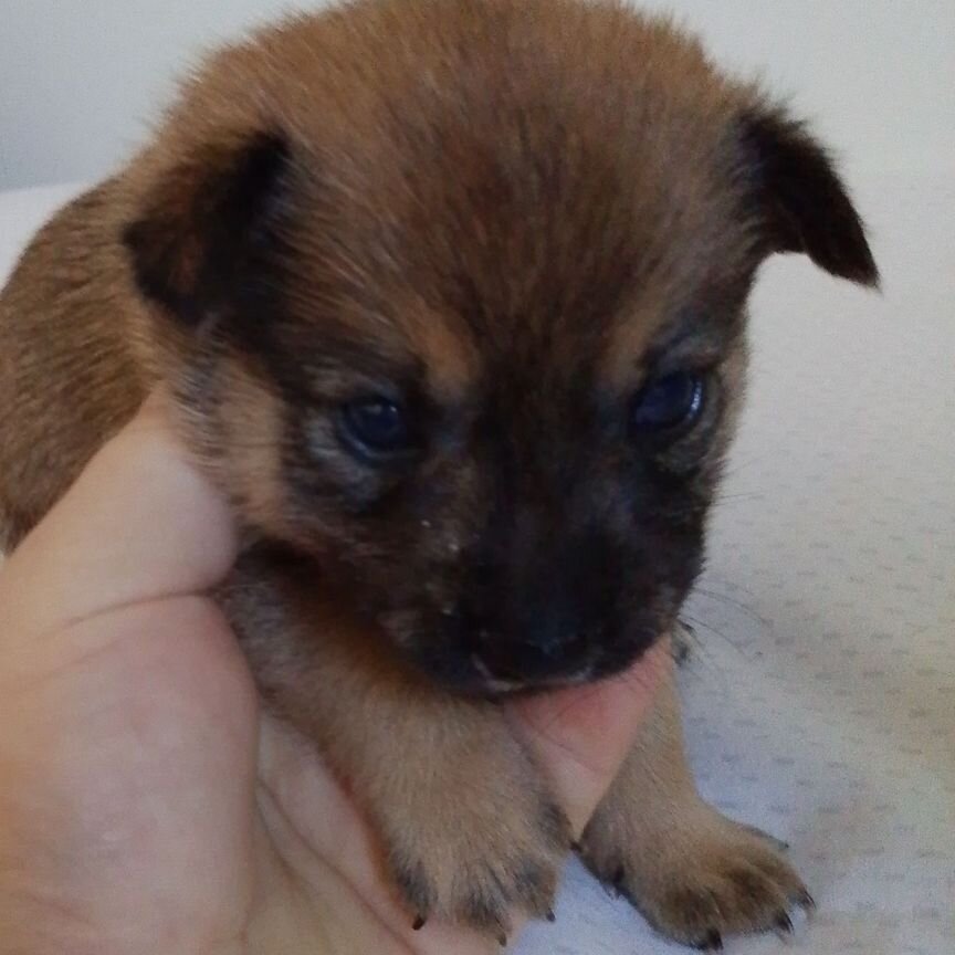 Померанский шпиц, щенок