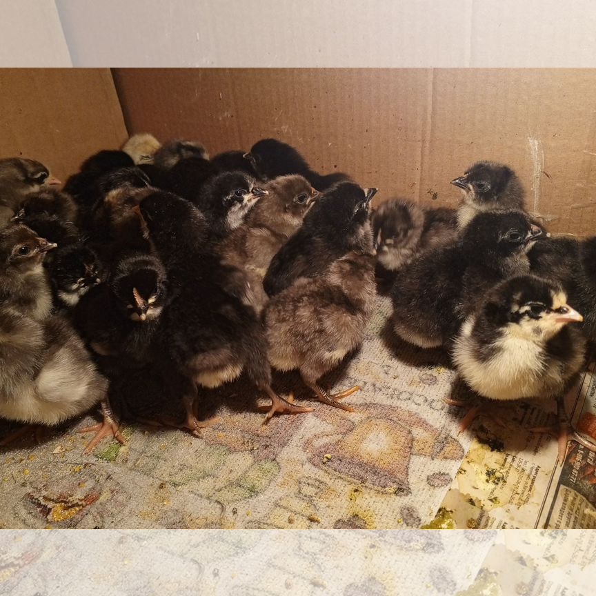 Цыплята суточные