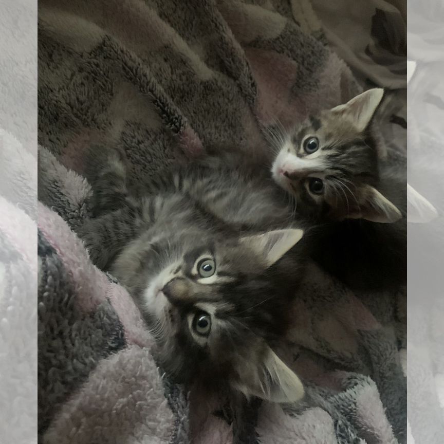 Котята на половину мэйнкуны в добрые руки