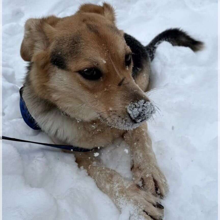 Взрослый пёс в добрые руки