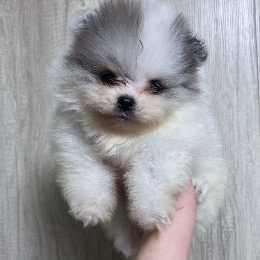 Померанский шпиц, щенок