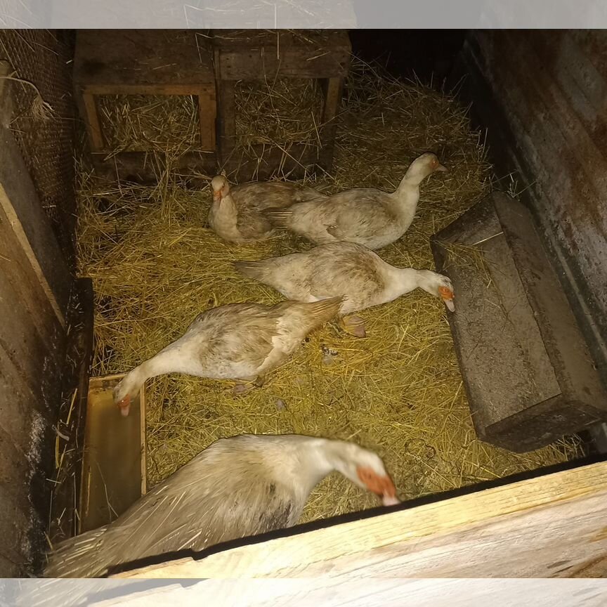 Яйцо мускусной утки на инкубацию