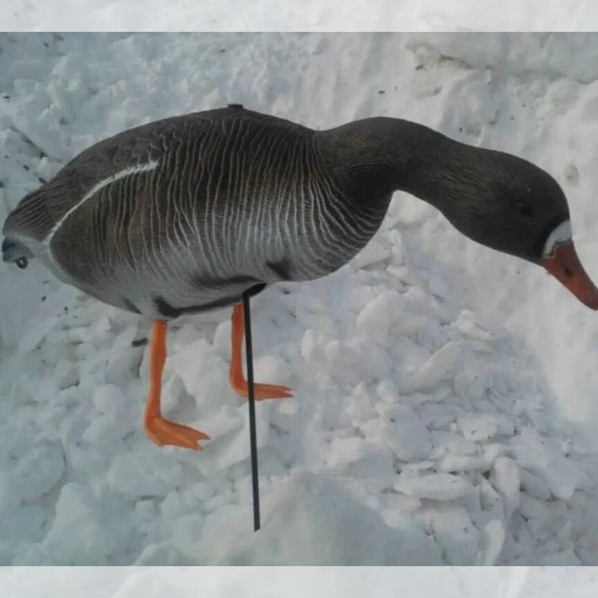 Подсадные гуси