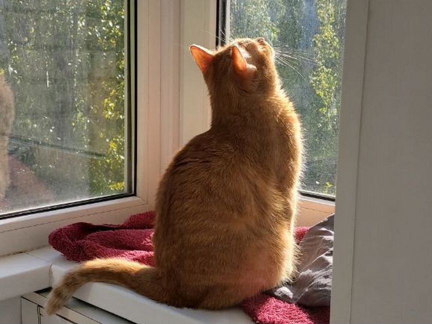 Отлам котика в добрые руки