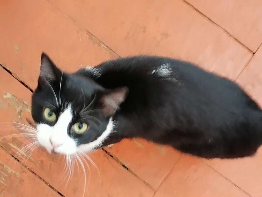 Кот Феликс