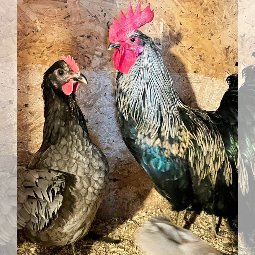 Цыплята сильверудд