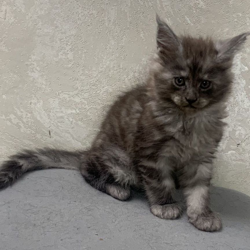 Котята мейн-кун