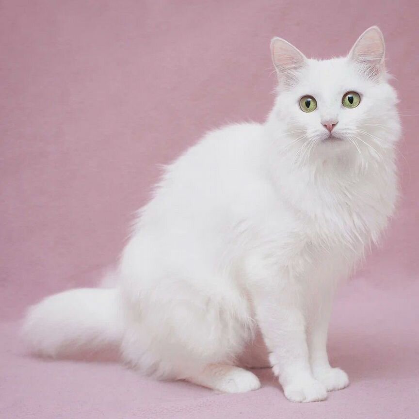 Красивая кошка Шанель ищет дом