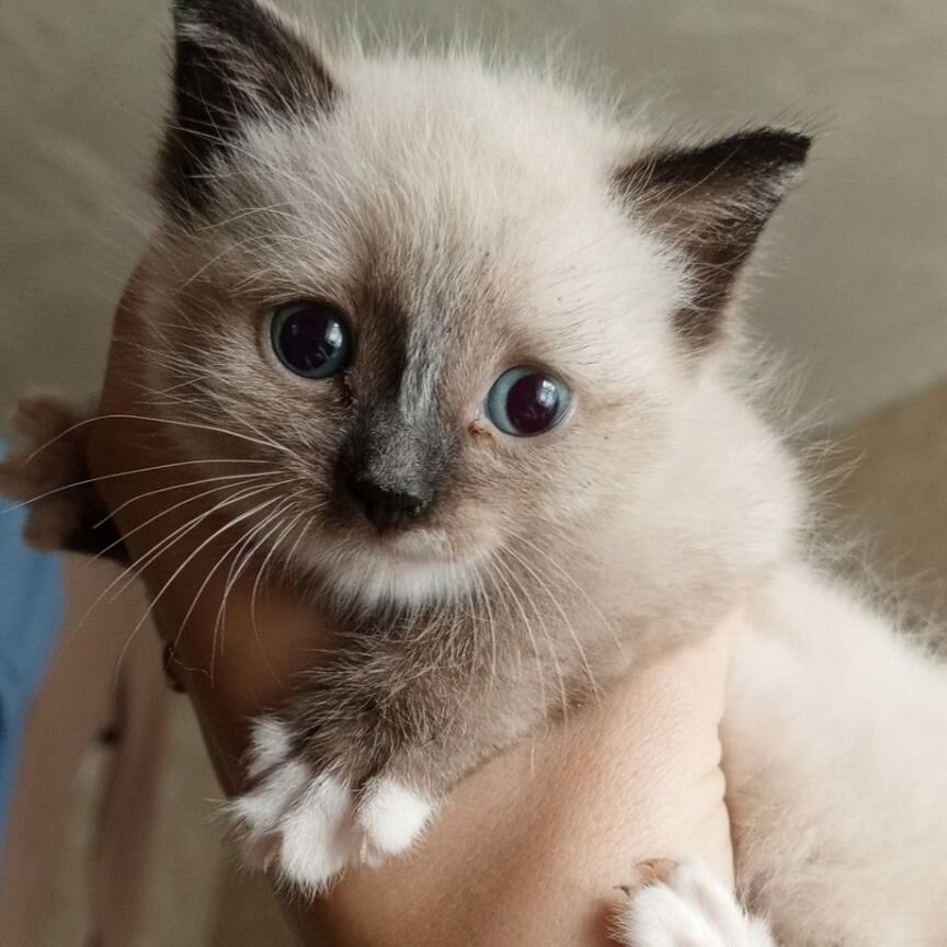 Котёнок девочка в добрые руки