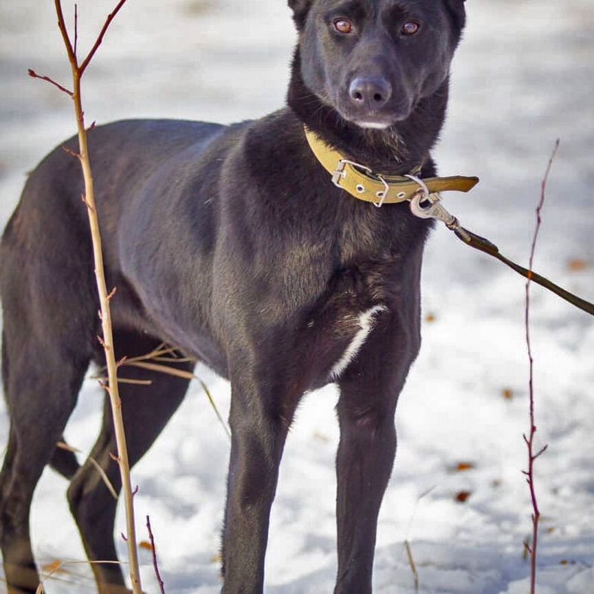 Возрастная девочка Ушко ищет дом