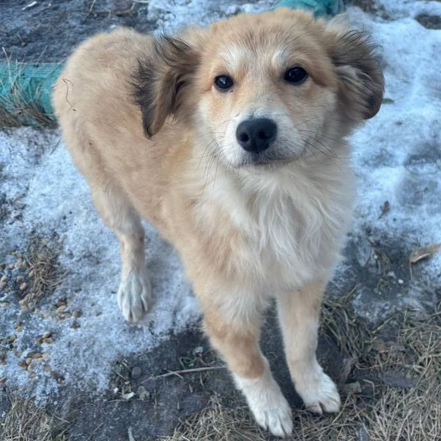 Щенок в добрые руки