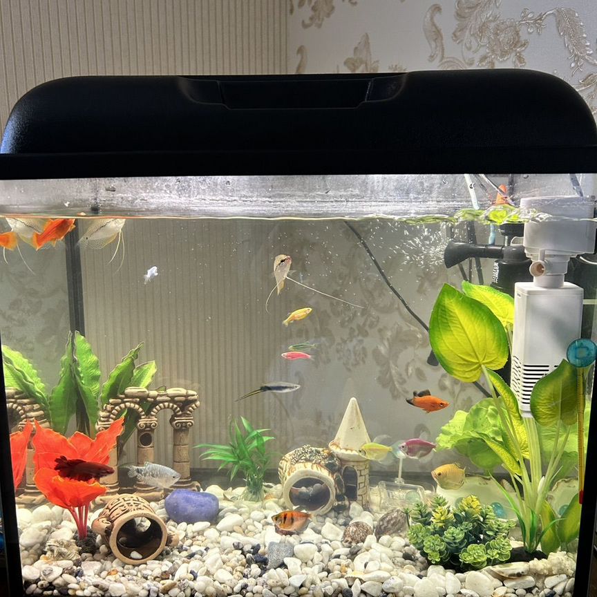 Аквариум 50 л с рыбками и всеми атрибутами