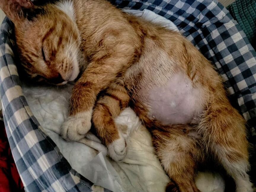 Спасите котика
