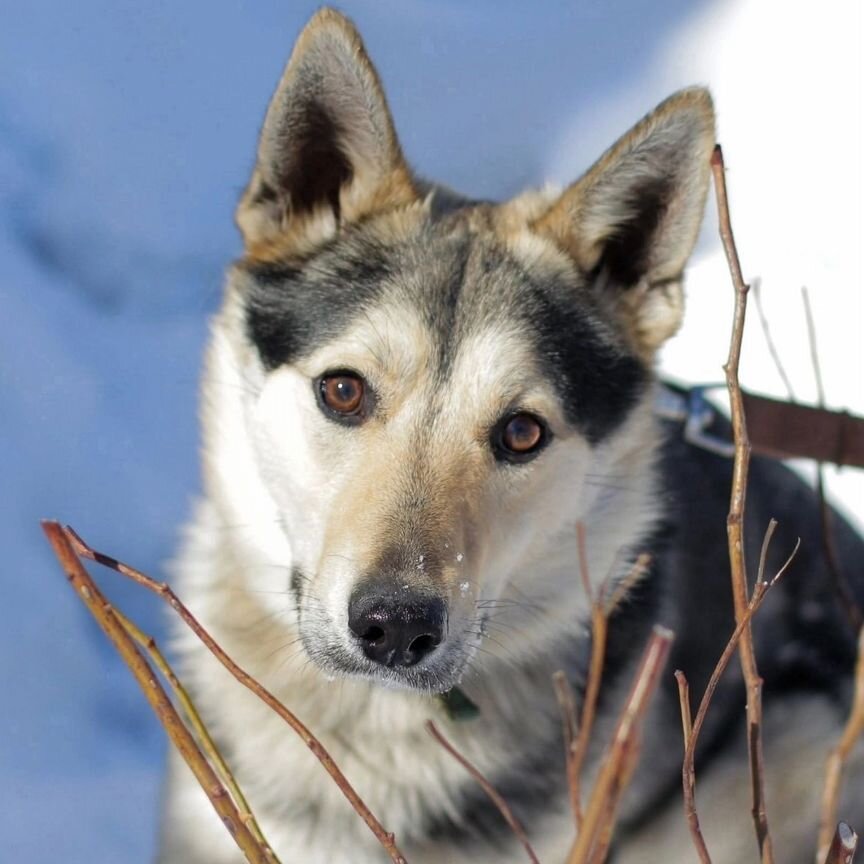 Взрослый пёс в добрые руки