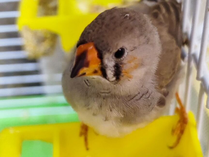 Птенцы амадинов - мальчишки