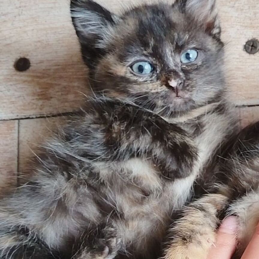 Котенок, девочка 2 месяца. Ходит в латок